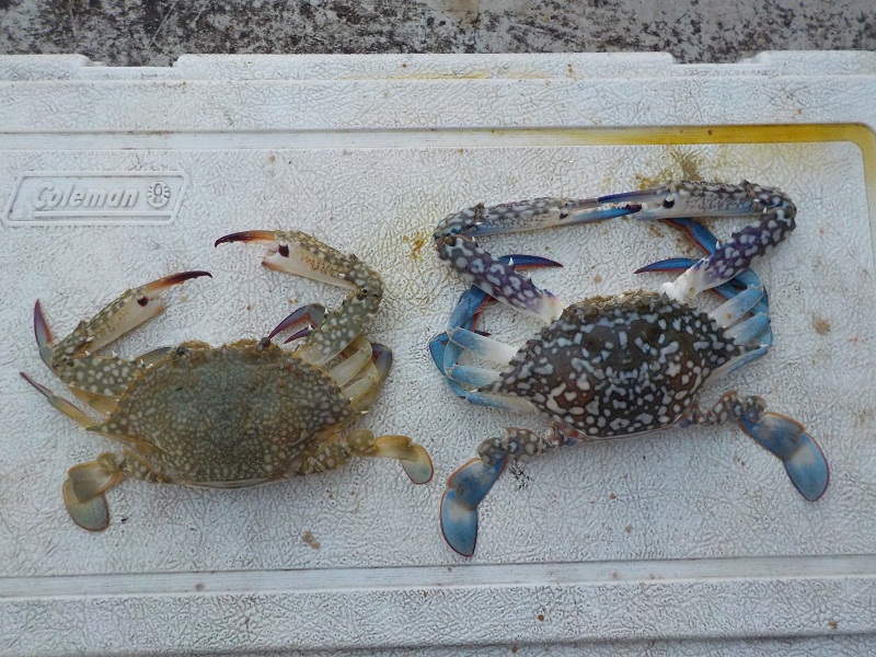 5 Petua Mudah Cara Nak Pilih Ketam Segar, Banyak Isi Dan Yang Best ...