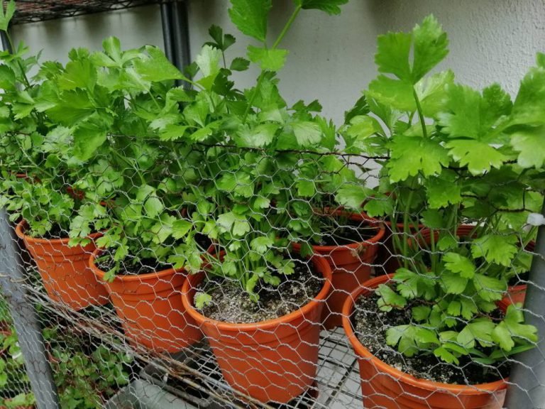 Makan 4 Buah Ini Boleh Selesaikan Masalah Perut Sebu & Tak Selesa.